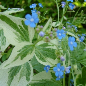 Brunnera | planten | Chris Ghyselen - tuinarchitect