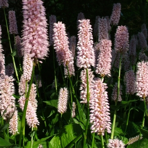 Persicaria | planten | Chris Ghyselen - tuinarchitect