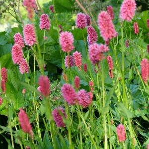 Persicaria | planten | Chris Ghyselen - tuinarchitect